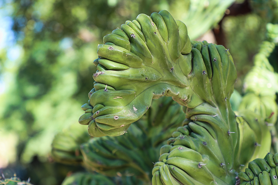 blog_almaca_0044_0467 – hovisontour.com