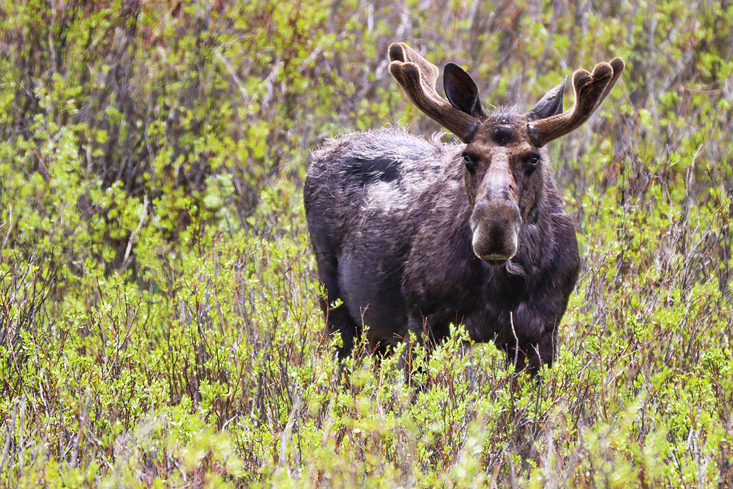 blog_almaca_084_1497 – hovisontour.com