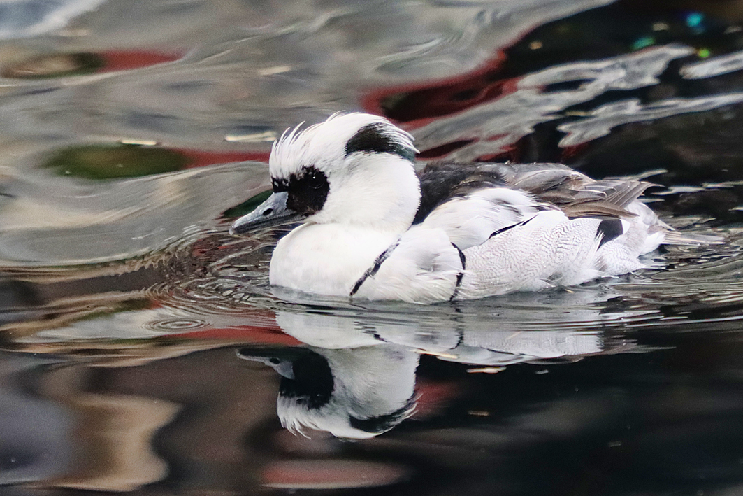 blog_126_almaca_1959 – hovisontour.com