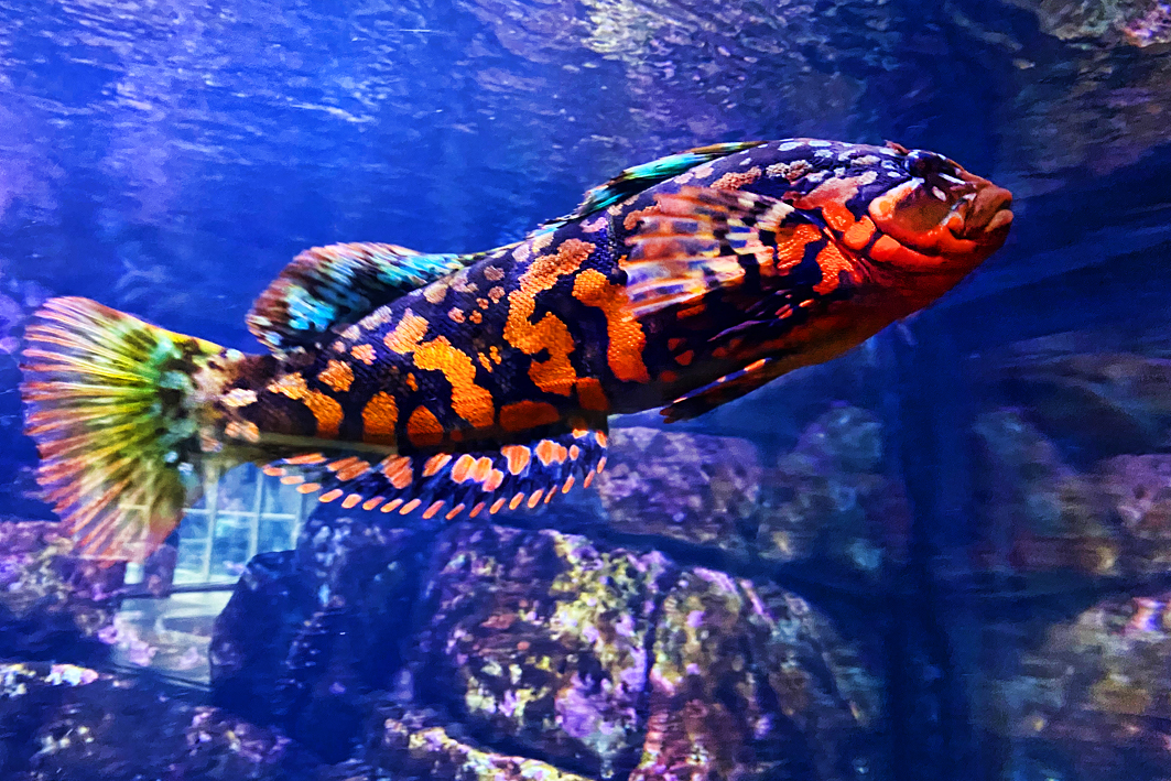 blog_126_almaca_8828 – hovisontour.com