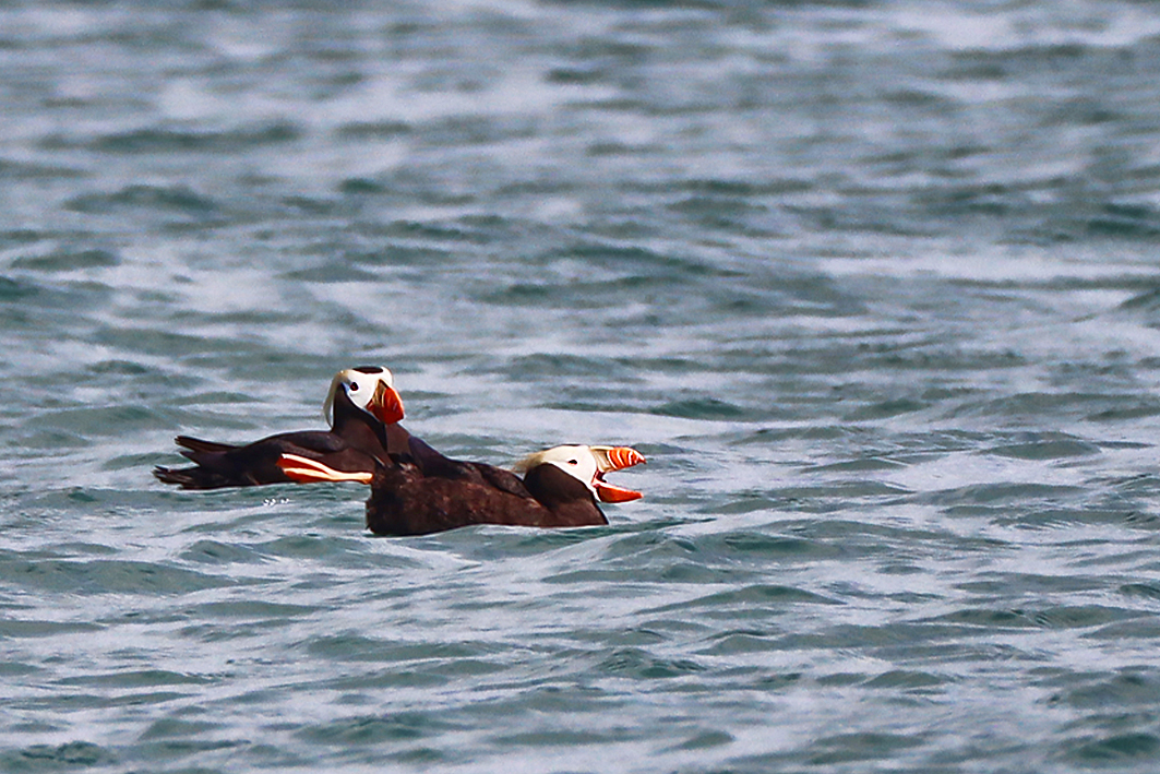 blog_131_almaca_2278 – hovisontour.com