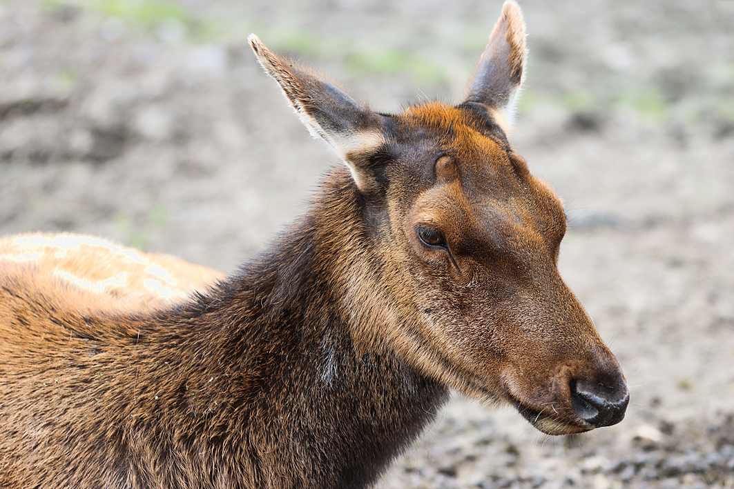 blog_141_almaca_2532 – hovisontour.com