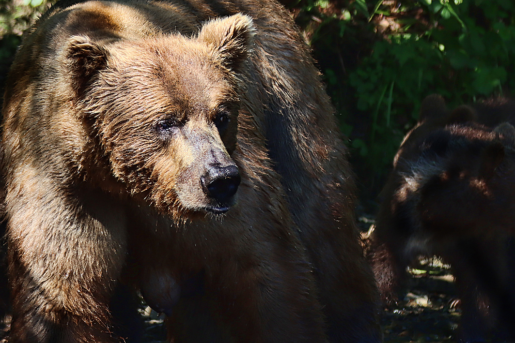 blog_149_almaca_2779 – hovisontour.com